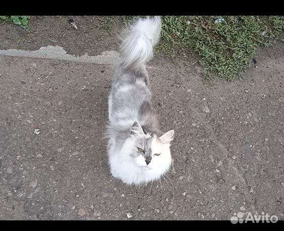 Найдена кошка, отдадим в хорошие руки