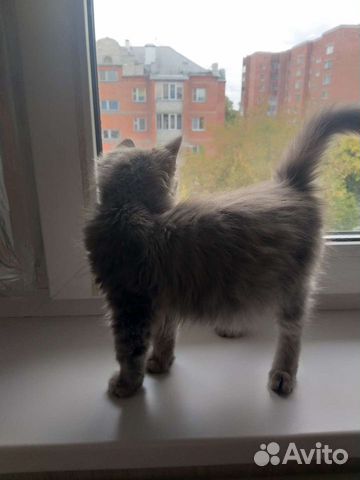 Кошечка в добрые руки