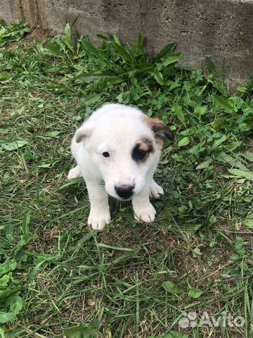 Щенок собака Кутузя