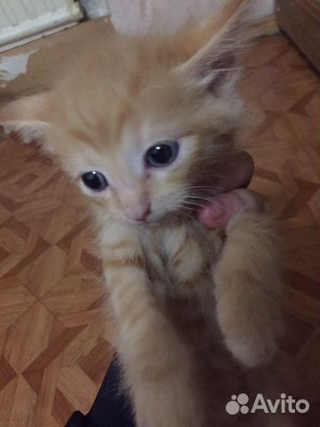 Котята,2 рыжих кота,черная кошка