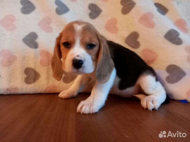 Щенки бигль