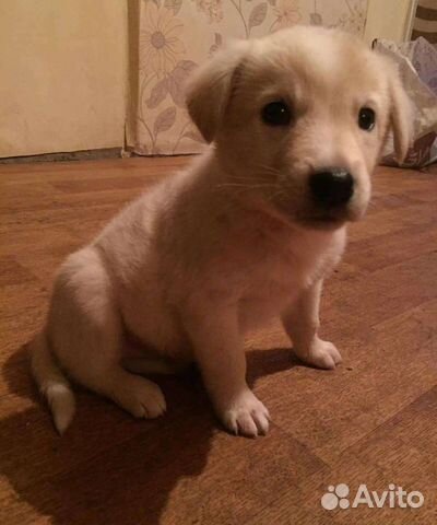 Сынок в поисках родителей