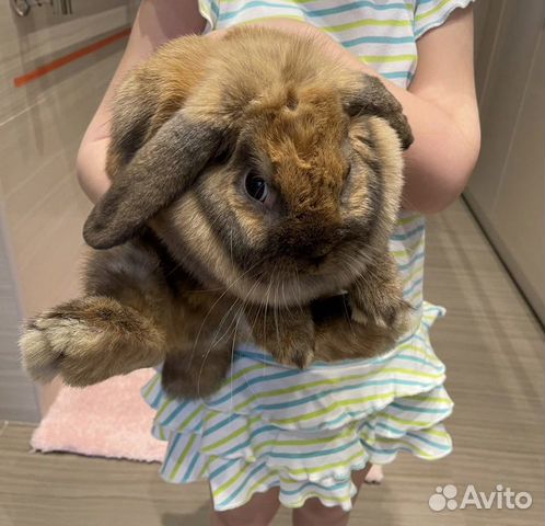 Кролик минилоп бесплатно