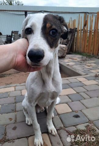 Найдена собака