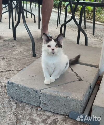 Маленькая киса ищет дом