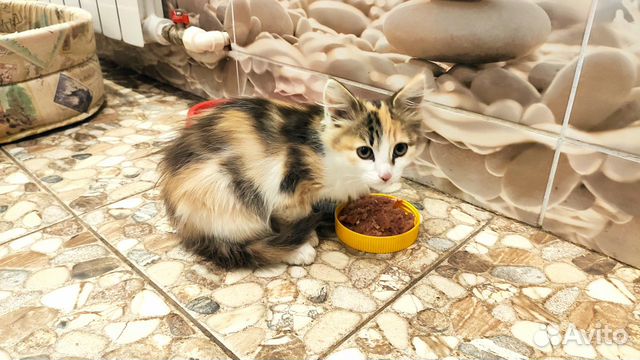 Трехцветная кошечка