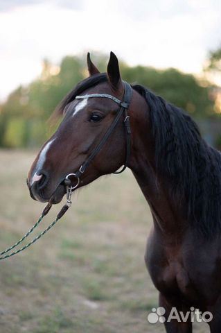 Орловский рысак 5 лет, под детей