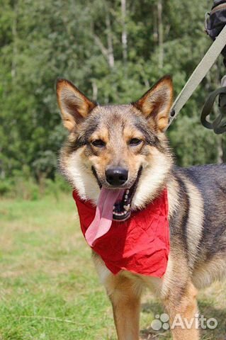 Шикарный пёс пропадает в приюте