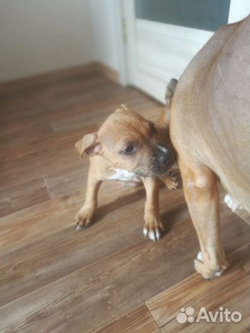 Собака питбуль стафф