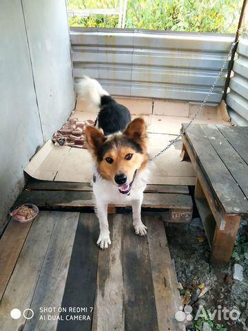 Собака в добрые руки