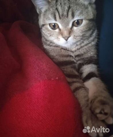 Шотландская прямоухая кошечка
