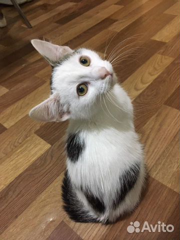 Котенок