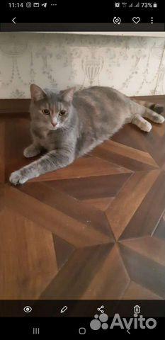 Кошки в добрые руки