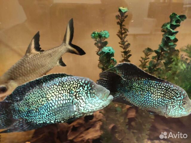 Блю Демпси и Акулий Балу