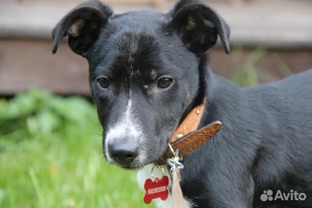 Малышка Лила ищет своего хозяина