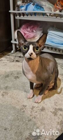 Канадский сфинкс вязка