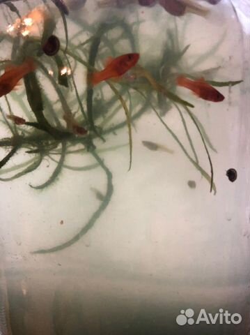 Отдам мальков гуппи/меченосцы