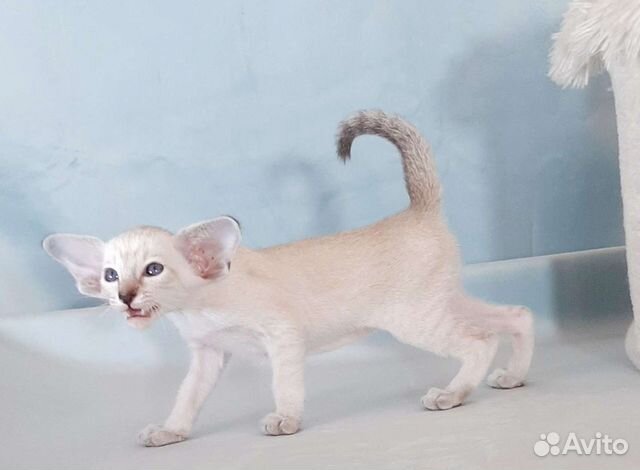 Орики - Сиамы