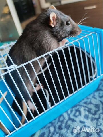 Крыса Дамбо с клеткой