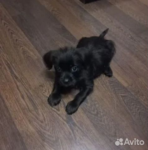 Щенок Йорка