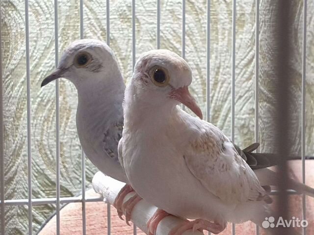 Птенцы бриллиантовой горлицы