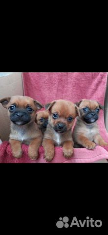 Щенки пекинес (пти брабансон)