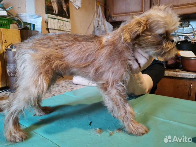 Брюссельский гриффон