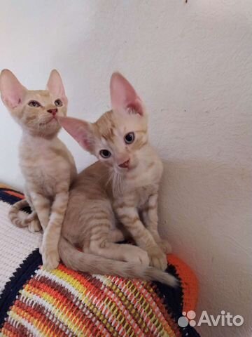 Донской сфинкс котята