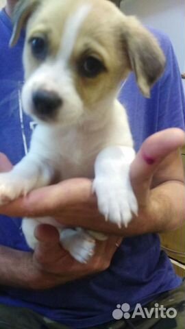 Отдам даром бесплатно