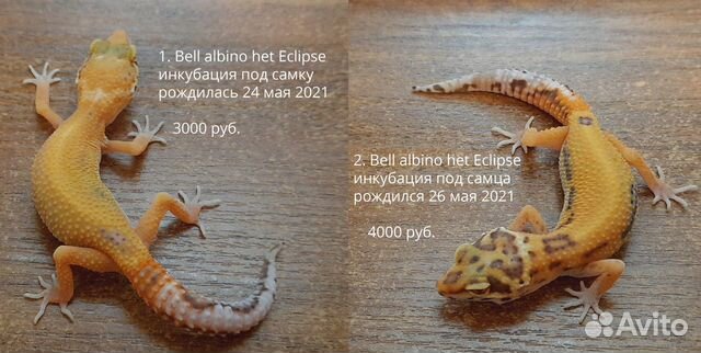 Эублефары Гекконы Ящерицы Танжерины Бели Радары