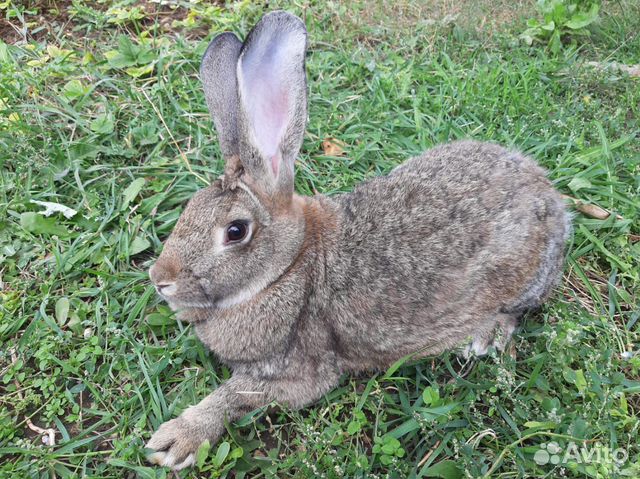 Кролики мясных пород