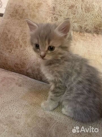 Британские котята