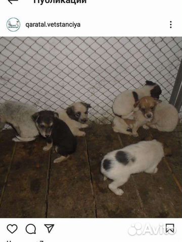 Щенки смертники в усыпалке