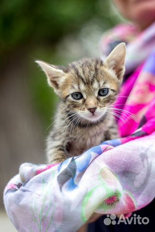 Котёнок, 1,5 мес