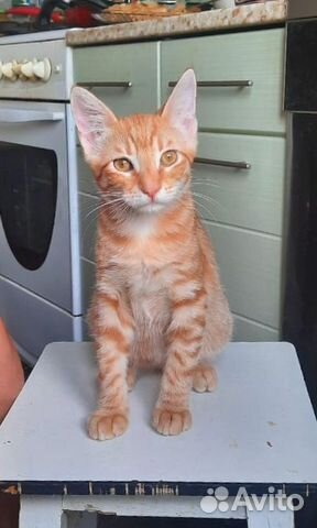 Рыжий ручной котенок