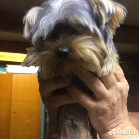 Йоркширский терьер