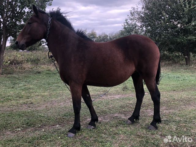 Продам лошадь