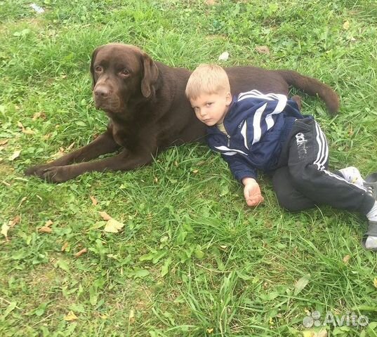 Вязка лабрадор