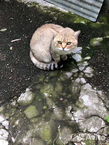 Кот-обормот