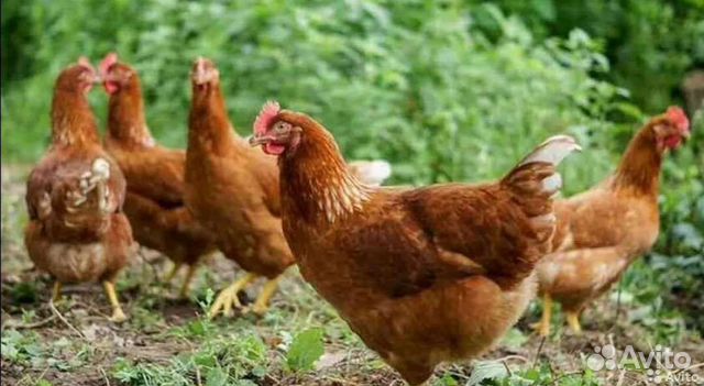 Куры несушки ломан браун