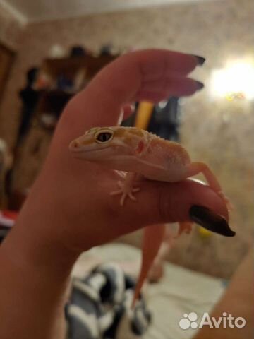 Эублефар самочка подросток