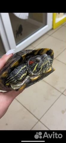 Красноухая черепаха с аквариумом бесплатно