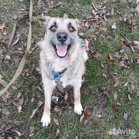 Собака в добрые руки