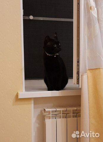 Отдам в добрые руки котика