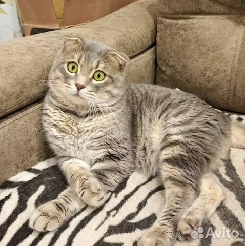 Вислоухая кошка бесплатно