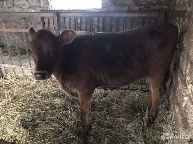 Джерсейская тёлочка