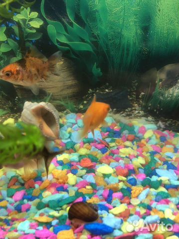 Отдам улитки ампулярии