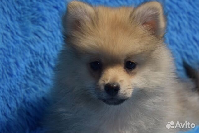 Шпиц - девочка с цветной генетикой