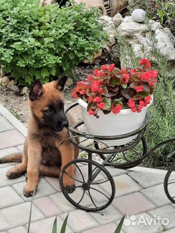 Бельгийская овчарка малинуа