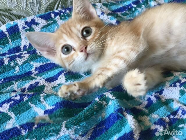 Малыши карандаши